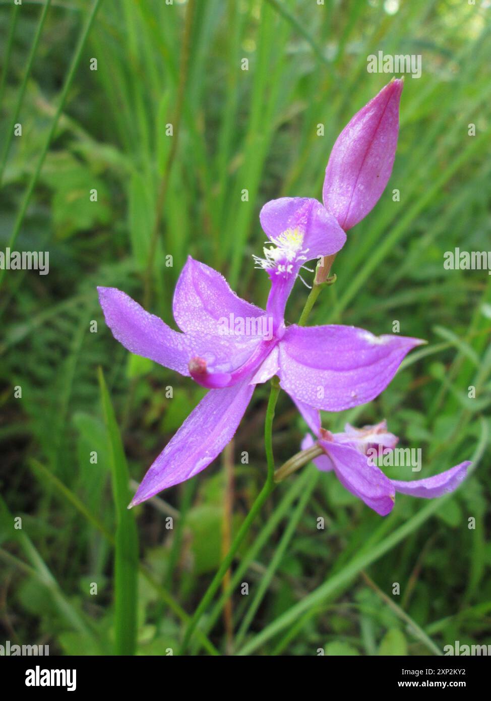 Tuberous Grasspink (Calopogon tuberosus) Plantae Stock Photo - Alamy