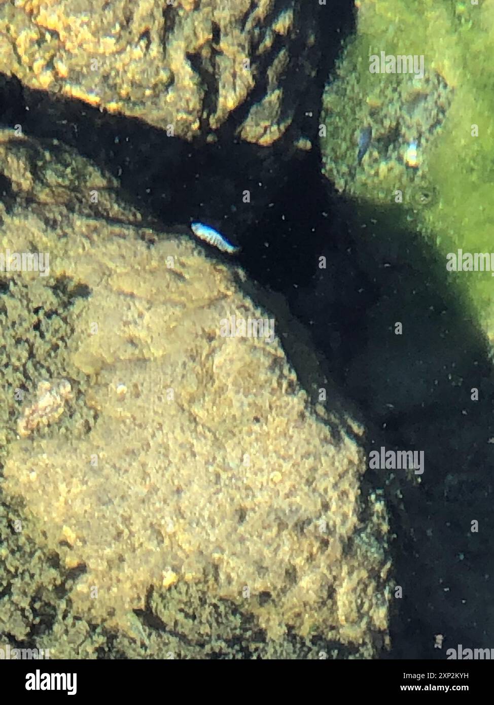 Ash Meadows Amargosa Pupfish (Cyprinodon nevadensis mionectes ...