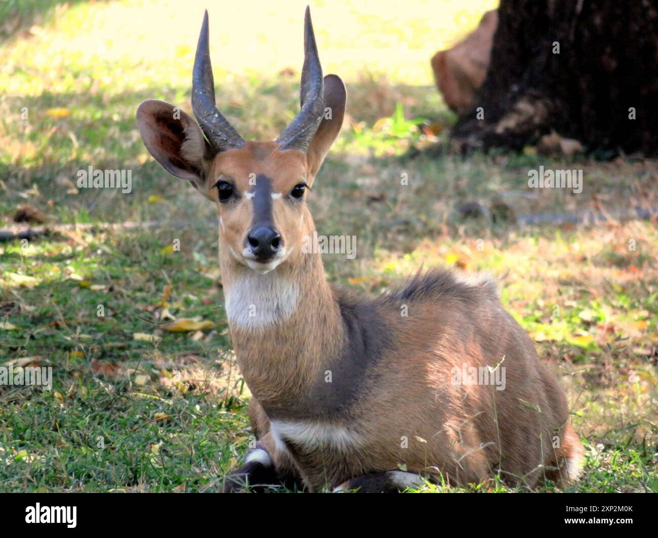 Cape Bushbuck (Tragelaphus sylvaticus sylvaticus) Mammalia Stock Photo ...