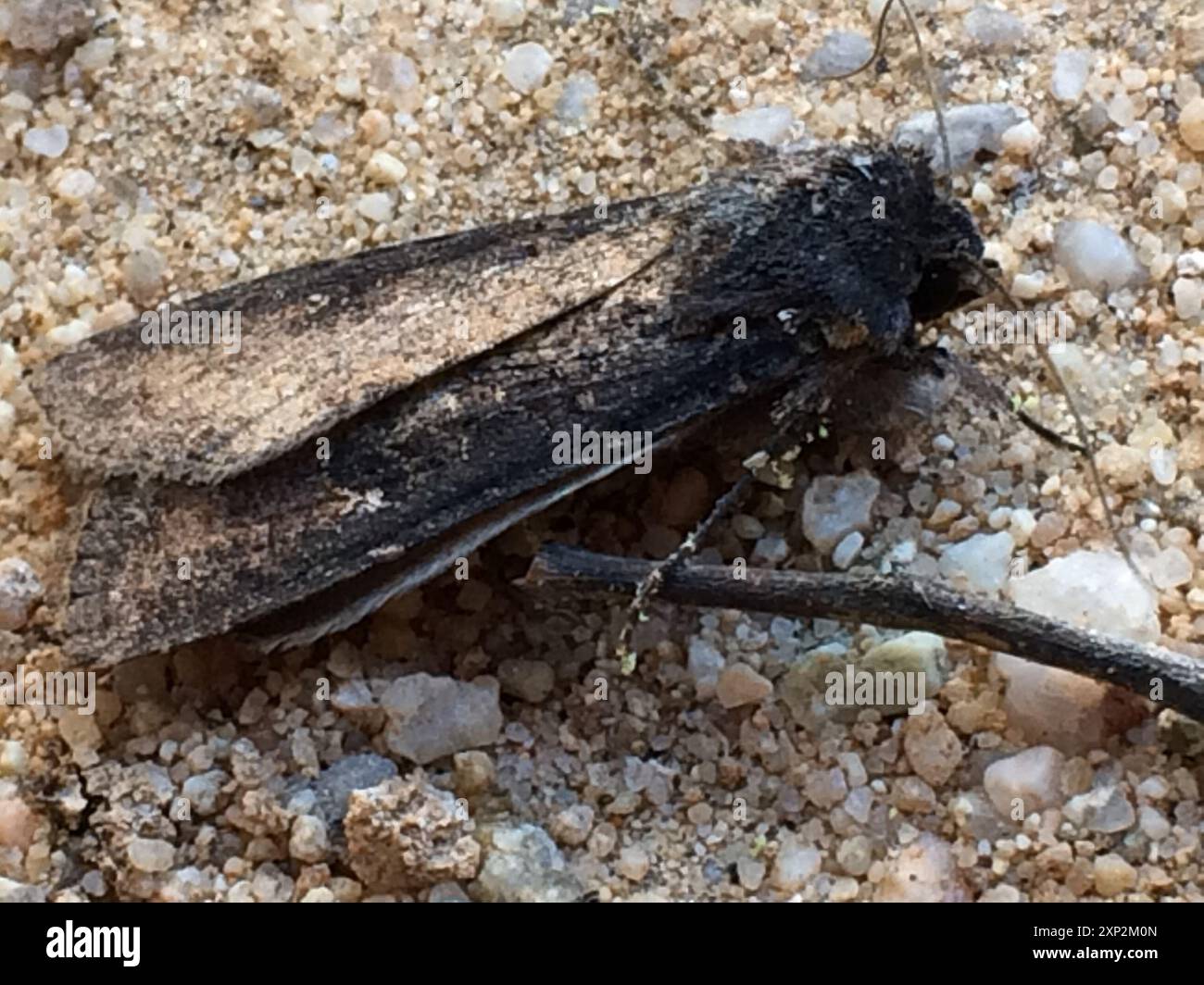 Variegated Cutworm Moth (Peridroma saucia) Insecta Stock Photo - Alamy