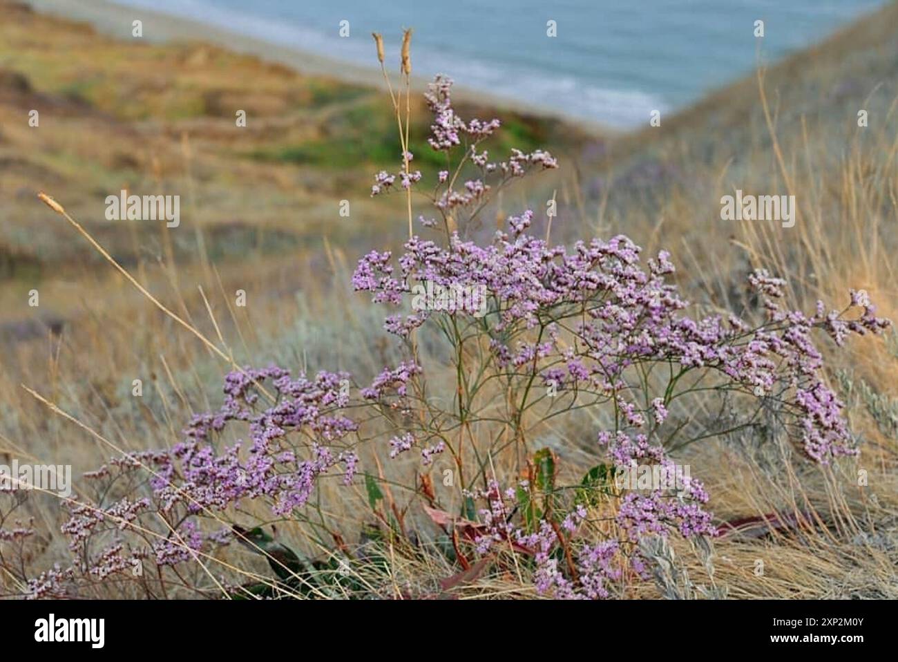 Florist's Sea-lavender (Limonium platyphyllum) Plantae Stock Photo - Alamy