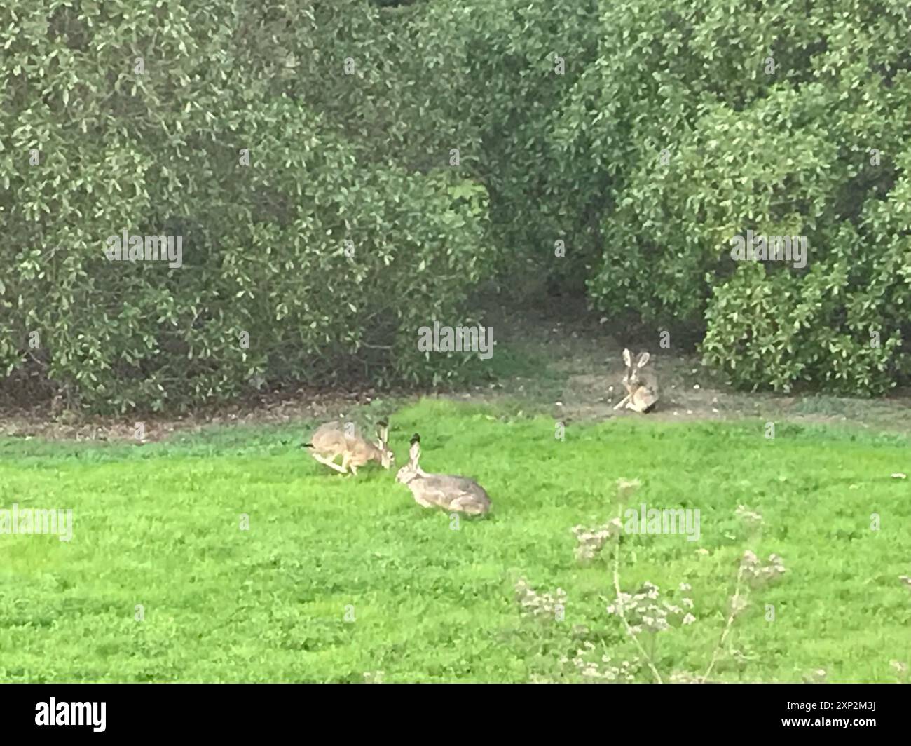 Black-tailed Jackrabbit (Lepus californicus) Mammalia Stock Photo - Alamy