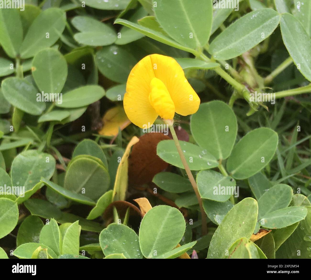 pinto peanut (Arachis pintoi) Plantae Stock Photo - Alamy