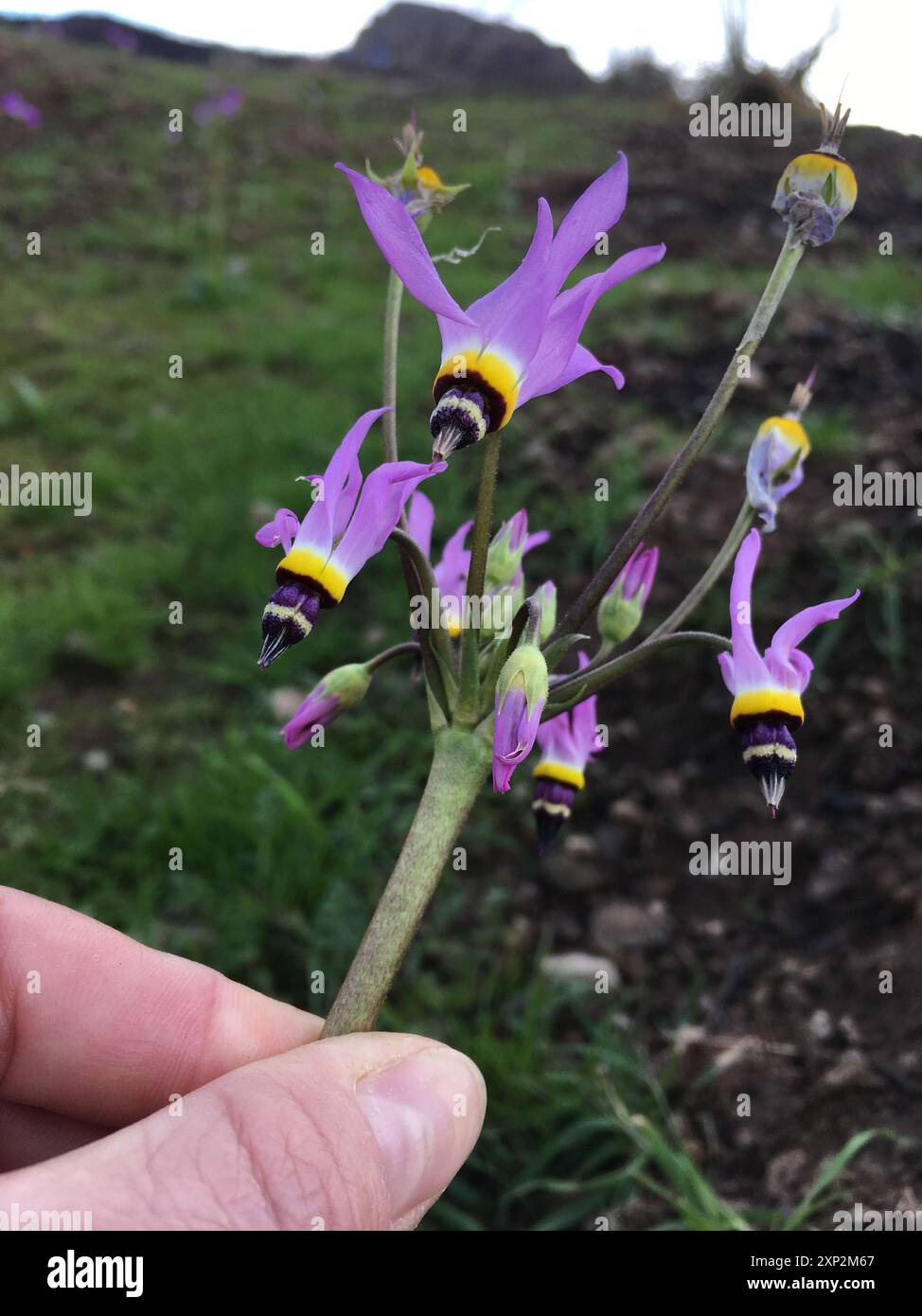 Padre's Shooting Star (Primula clevelandii) Plantae Stock Photo - Alamy