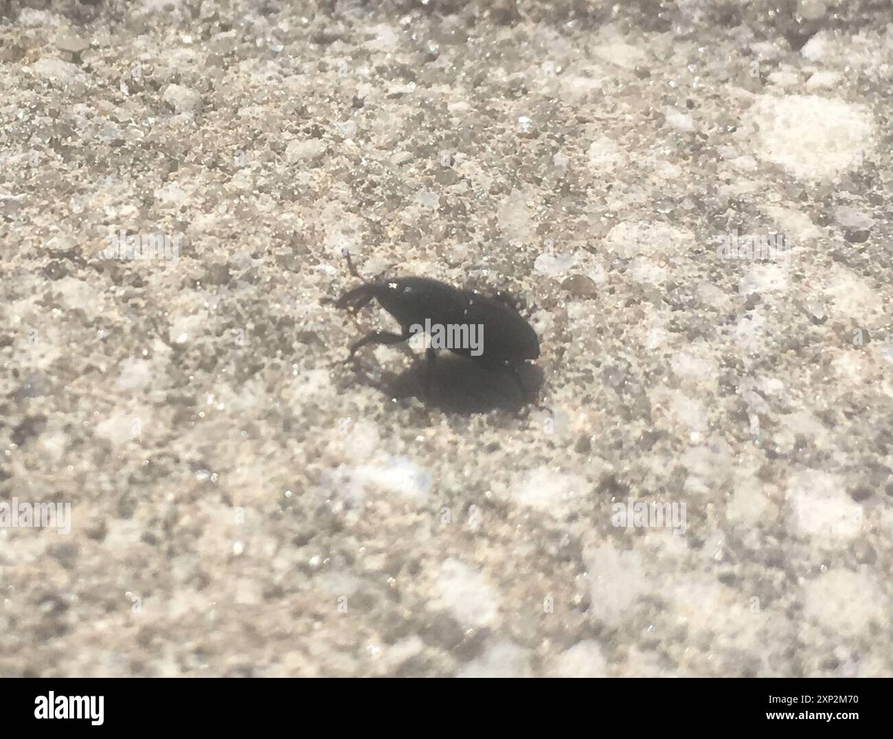 Billbug Weevils (Sphenophorus) Insecta Stock Photo - Alamy