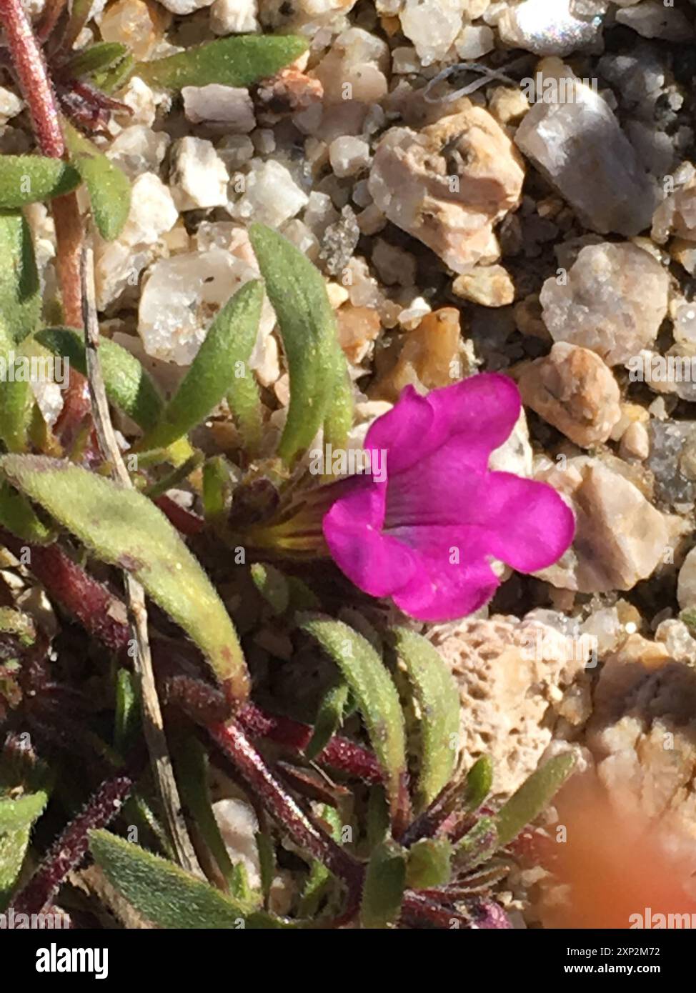 purple mat (Nama demissa) Plantae Stock Photo - Alamy