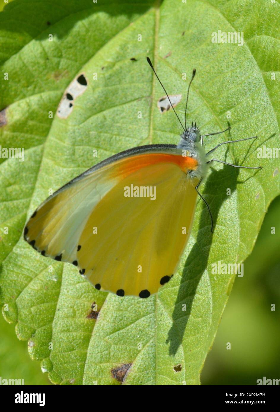 Common Dotted Border (Mylothris agathina agathina) Insecta Stock Photo ...