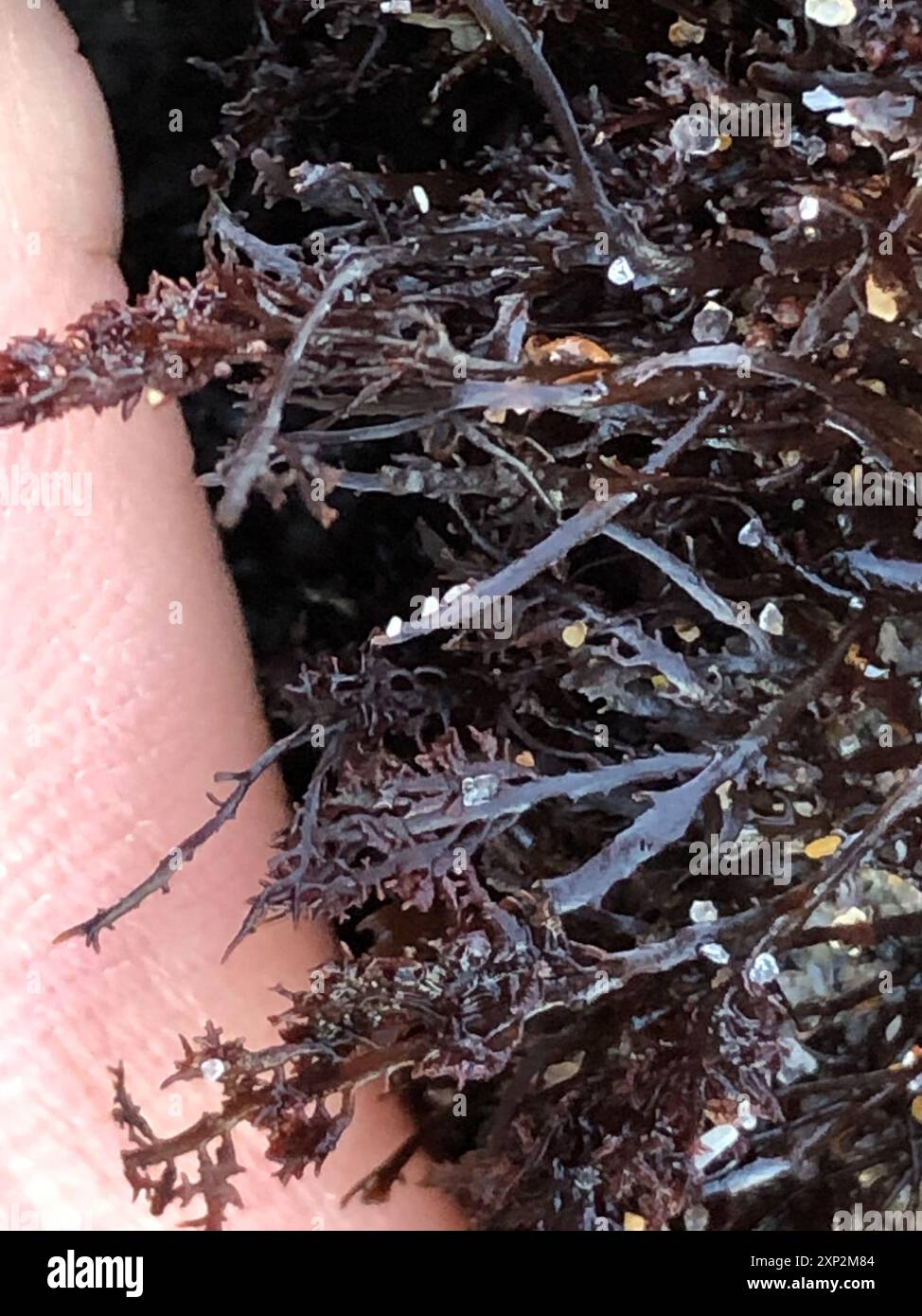 Algae plantae hi-res stock photography and images - Alamy