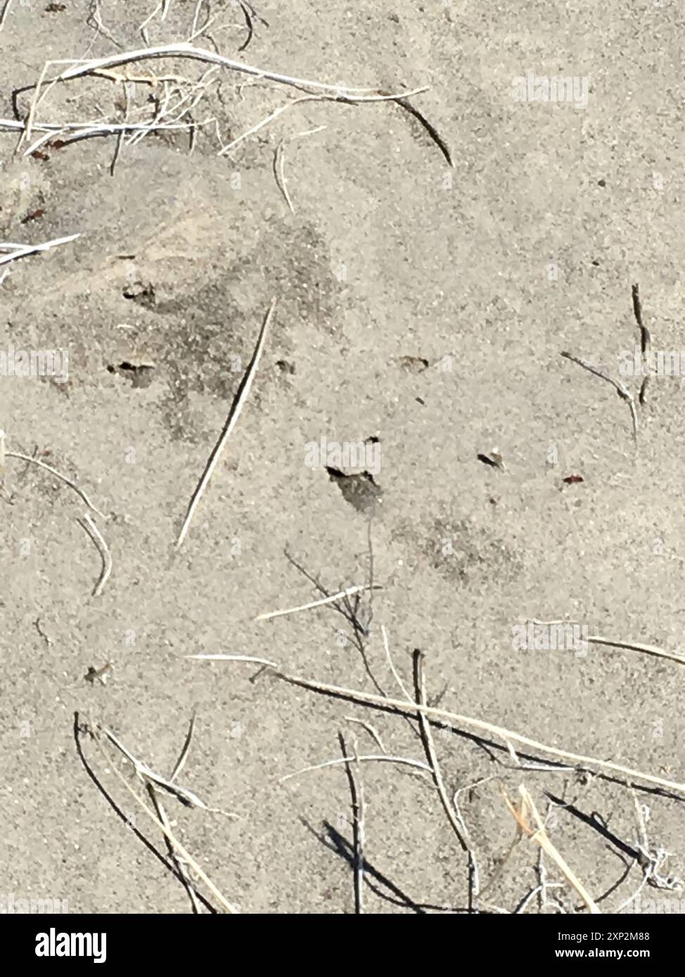 California Harvester Ant (Pogonomyrmex californicus) Insecta Stock ...