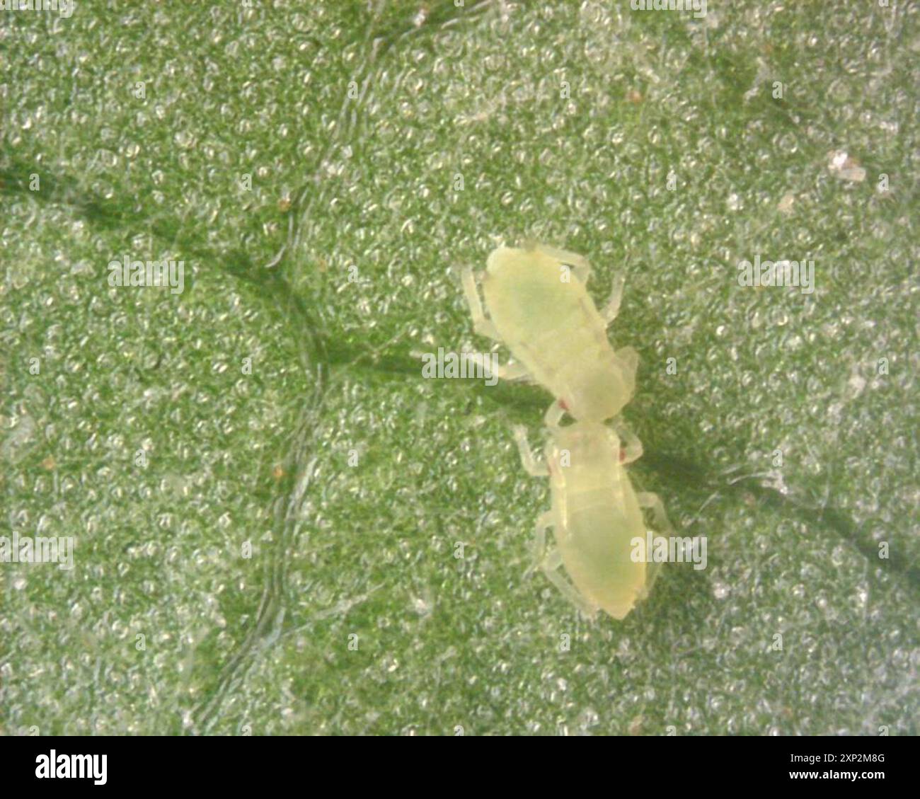 Melon aphid hi-res stock photography and images - Alamy