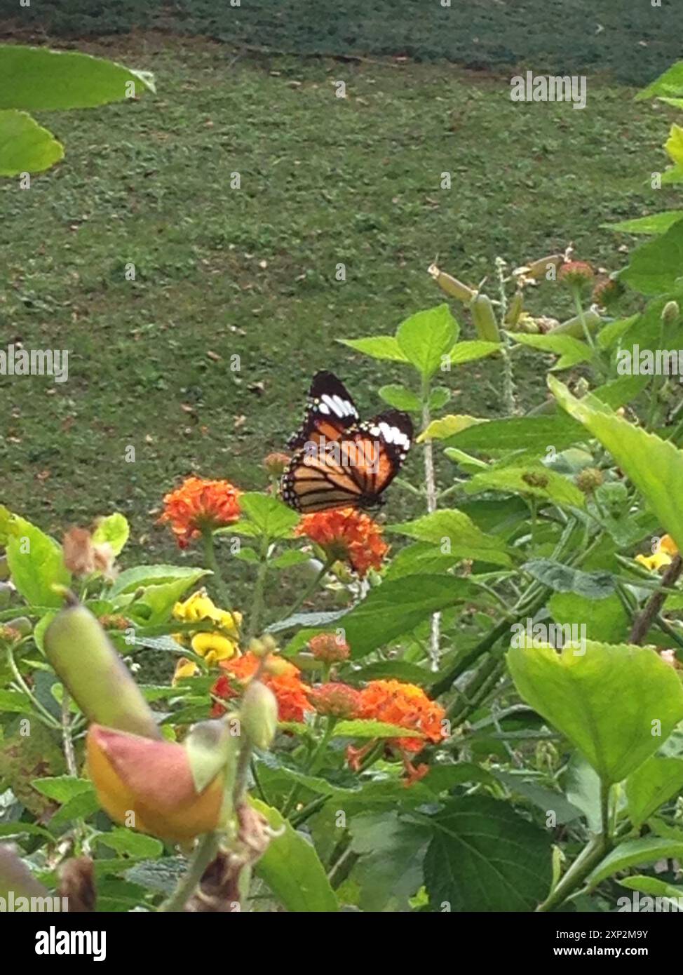 Common Tiger Butterfly (Danaus genutia) Insecta Stock Photo - Alamy