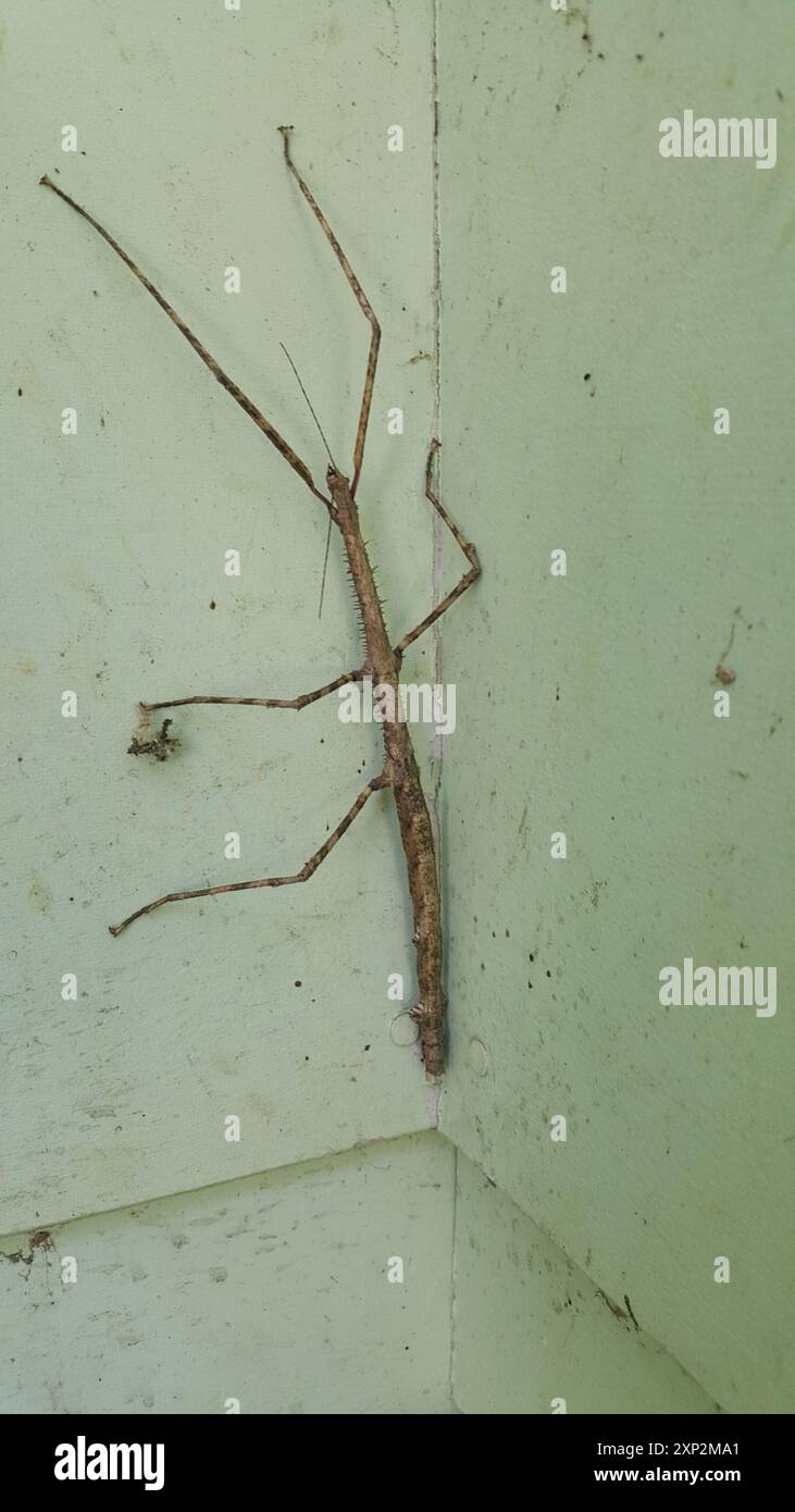 New Zealand Giant Stick Insect (Argosarchus horridus) Insecta Stock ...