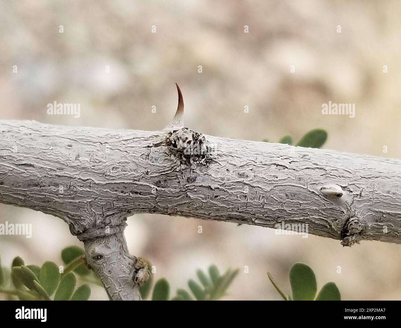 Catclaw Acacia (Senegalia greggii) Plantae Stock Photo - Alamy