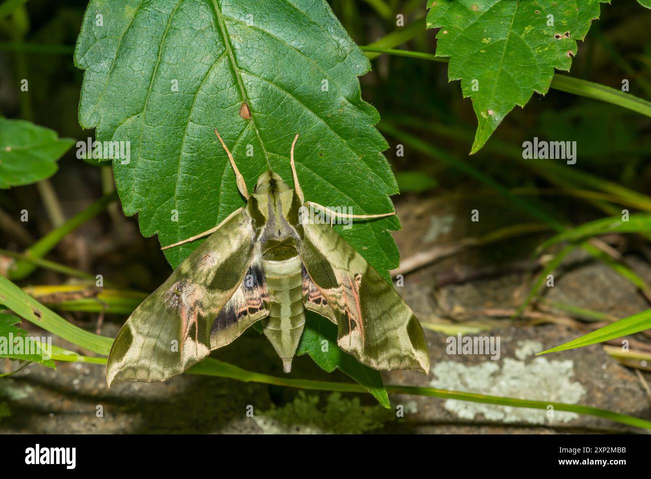 Pandora Sphinx Moth - Eumorpha pandorous Stock Photo - Alamy