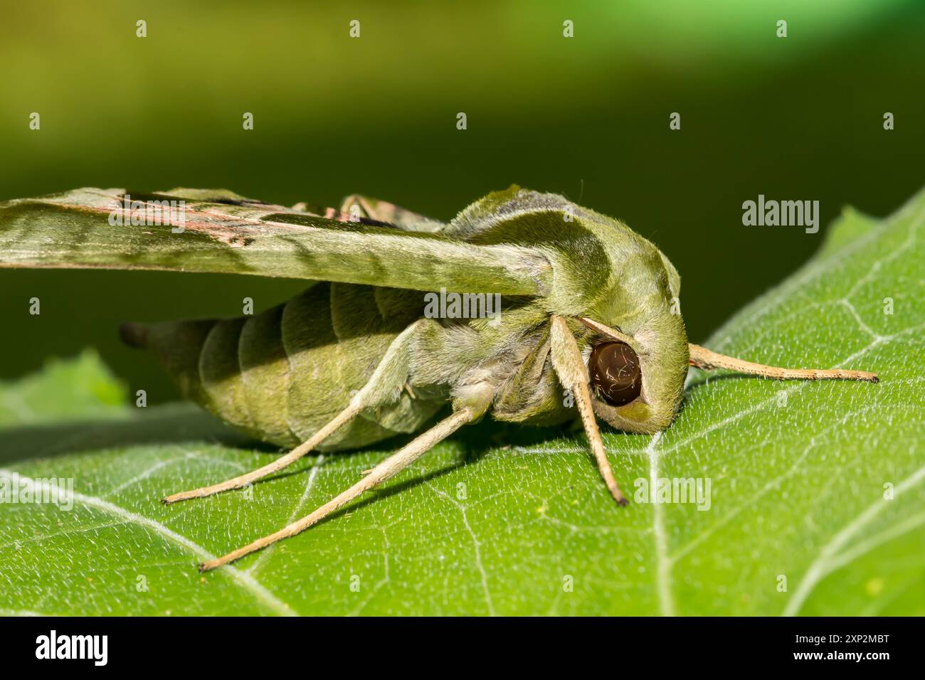 Pandora Sphinx Moth - Eumorpha pandorous Stock Photo - Alamy