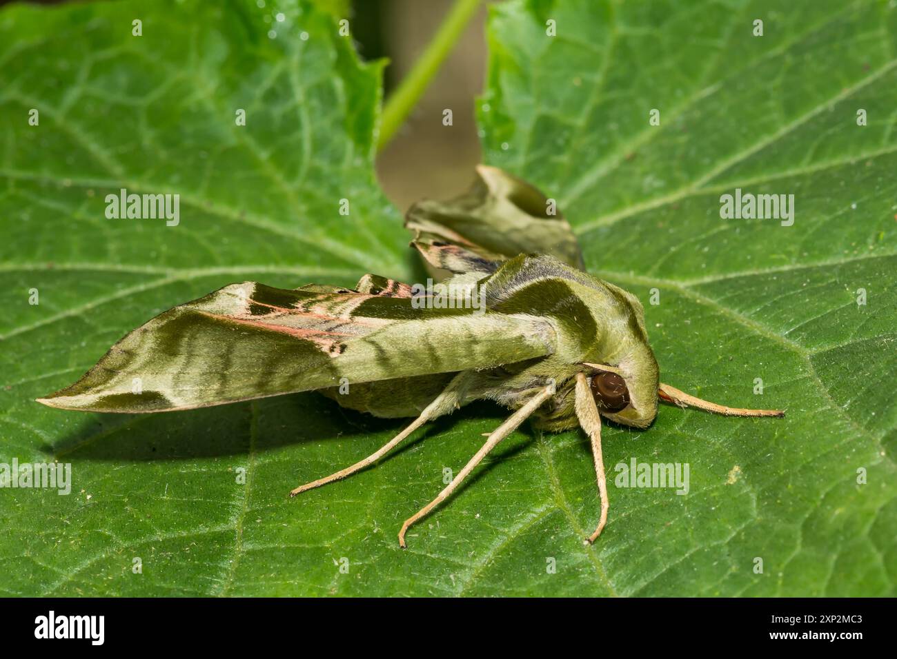 Pandora Sphinx Moth - Eumorpha pandorous Stock Photo - Alamy