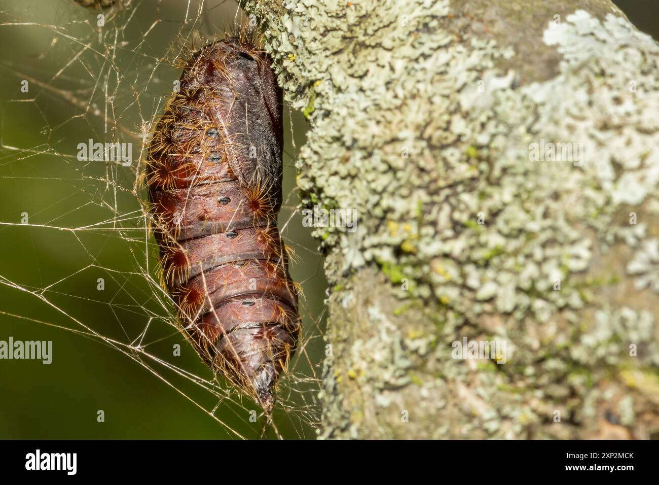 Moth chrysalis hi-res stock photography and images - Alamy