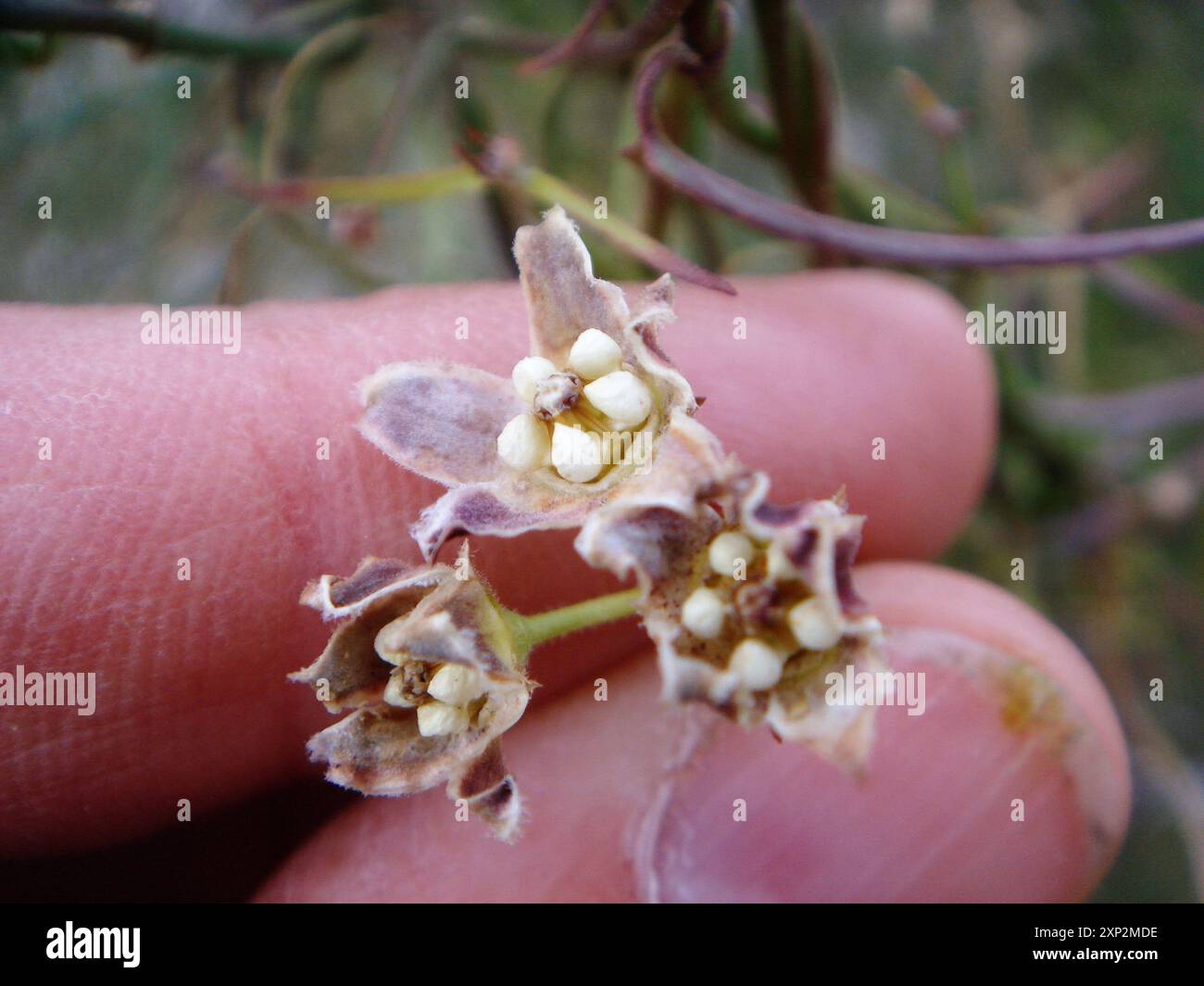 Hartweg's climbing milkweed (Funastrum heterophyllum) Plantae Stock ...