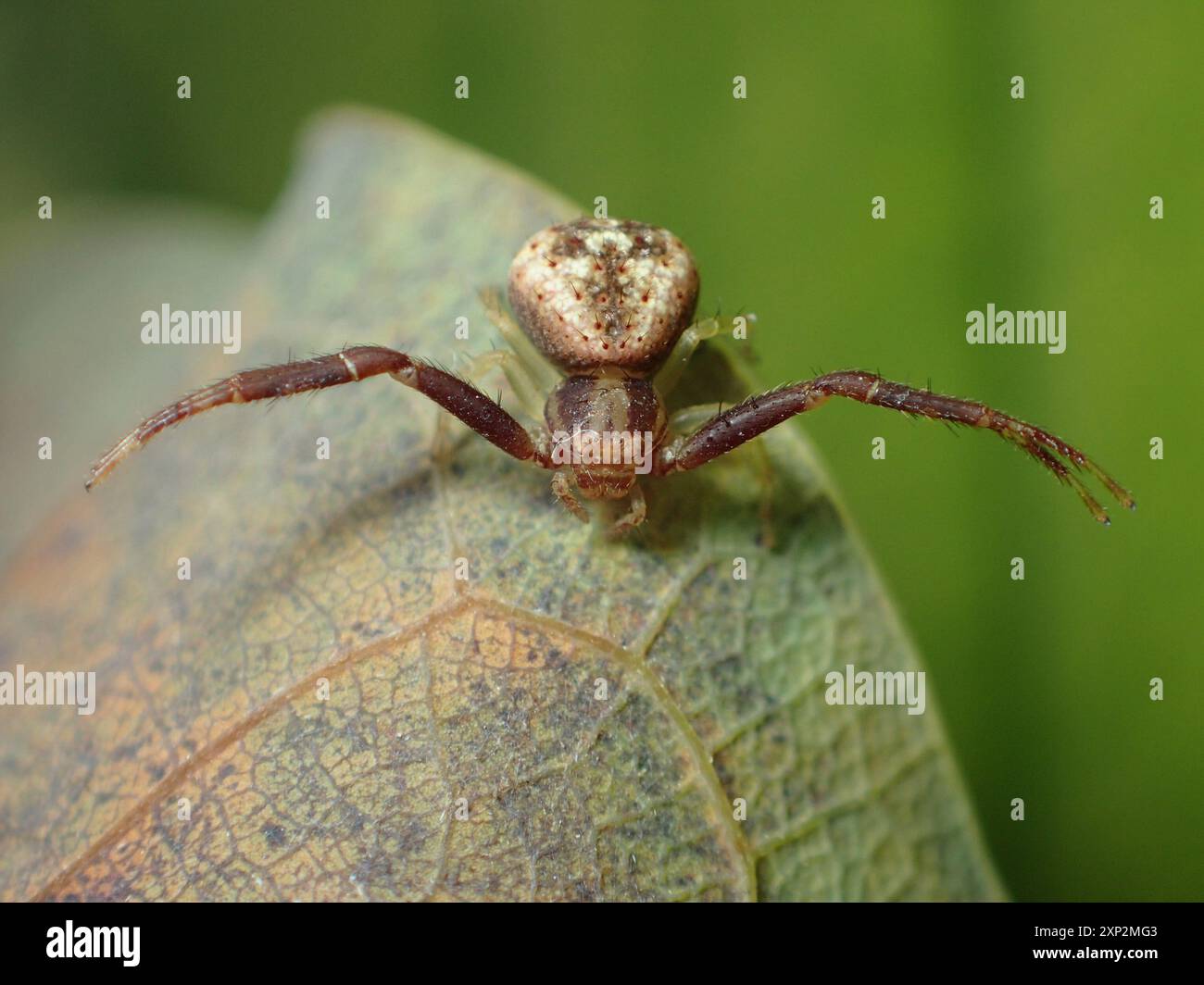 Crab Spiders (Thomisidae) Arachnida Stock Photo - Alamy