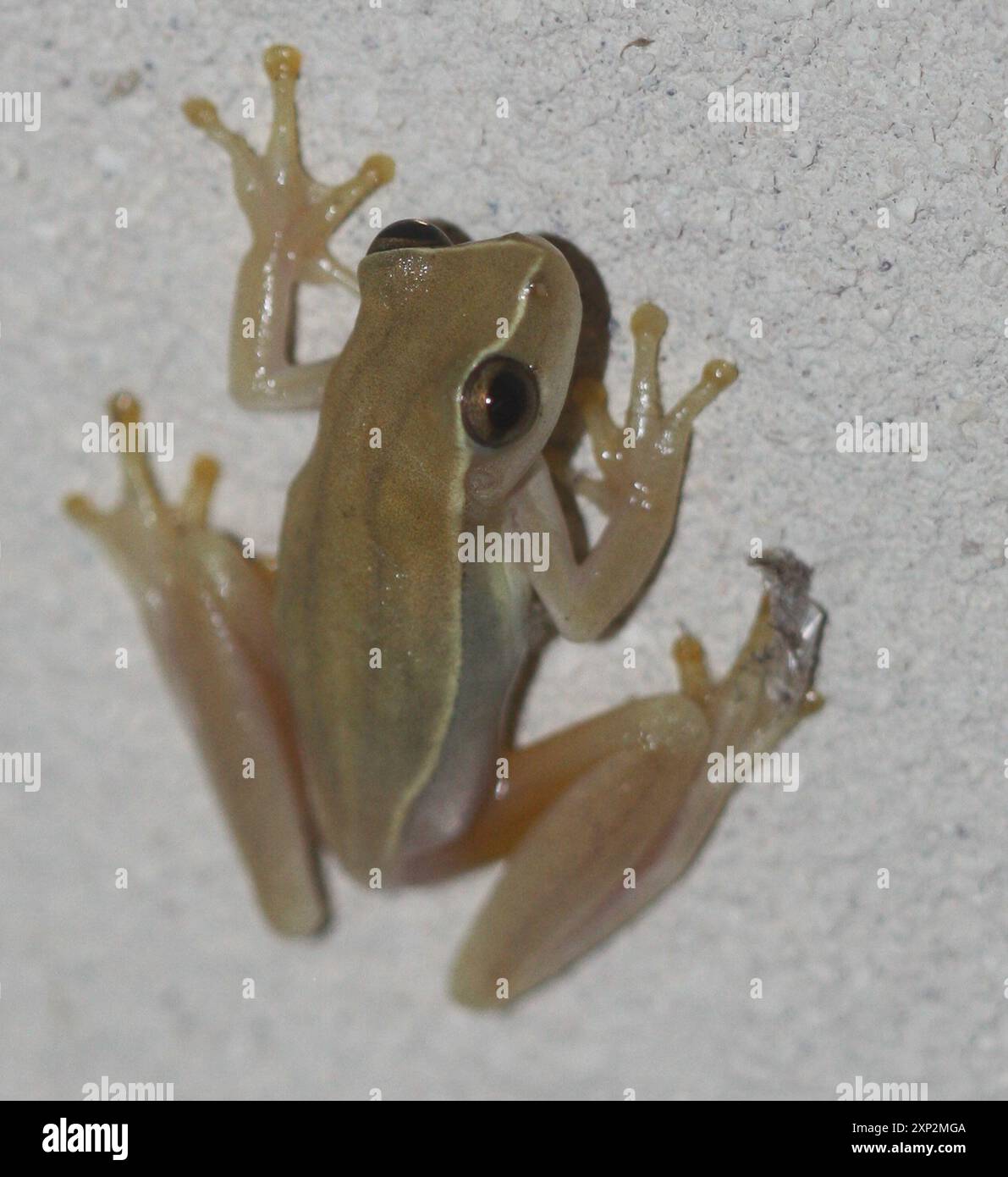 Yellow Tree Frog (Dendropsophus microcephalus) Amphibia Stock Photo - Alamy