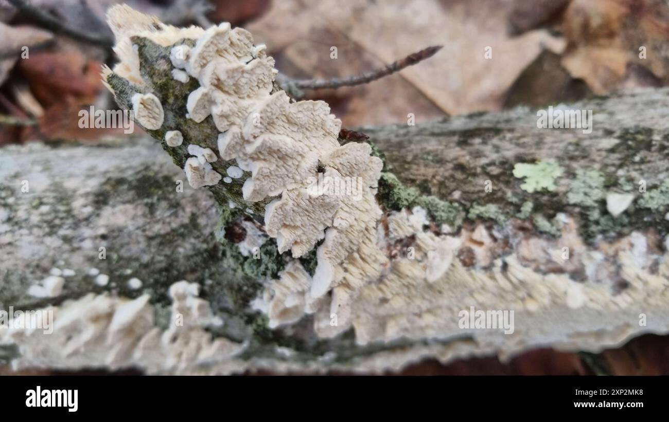 Milk-white Toothed Polypore (Irpex lacteus) Fungi Stock Photo - Alamy