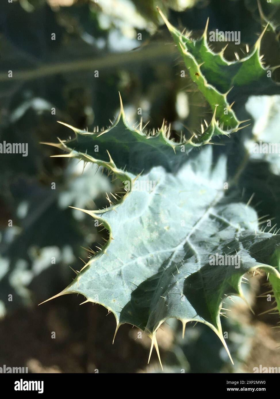 flatbud prickly poppy (Argemone munita) Plantae Stock Photo - Alamy