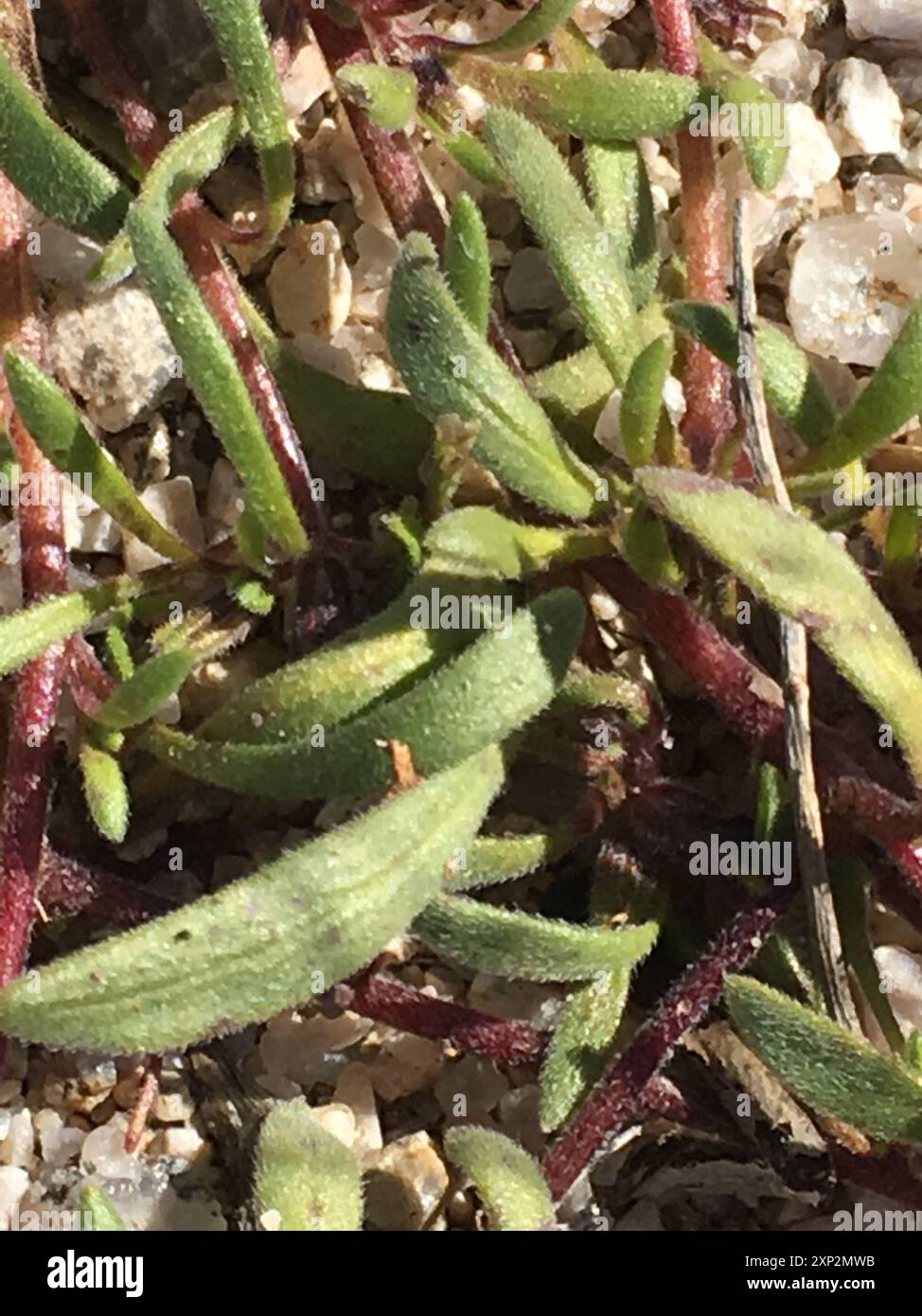 purple mat (Nama demissa) Plantae Stock Photo - Alamy