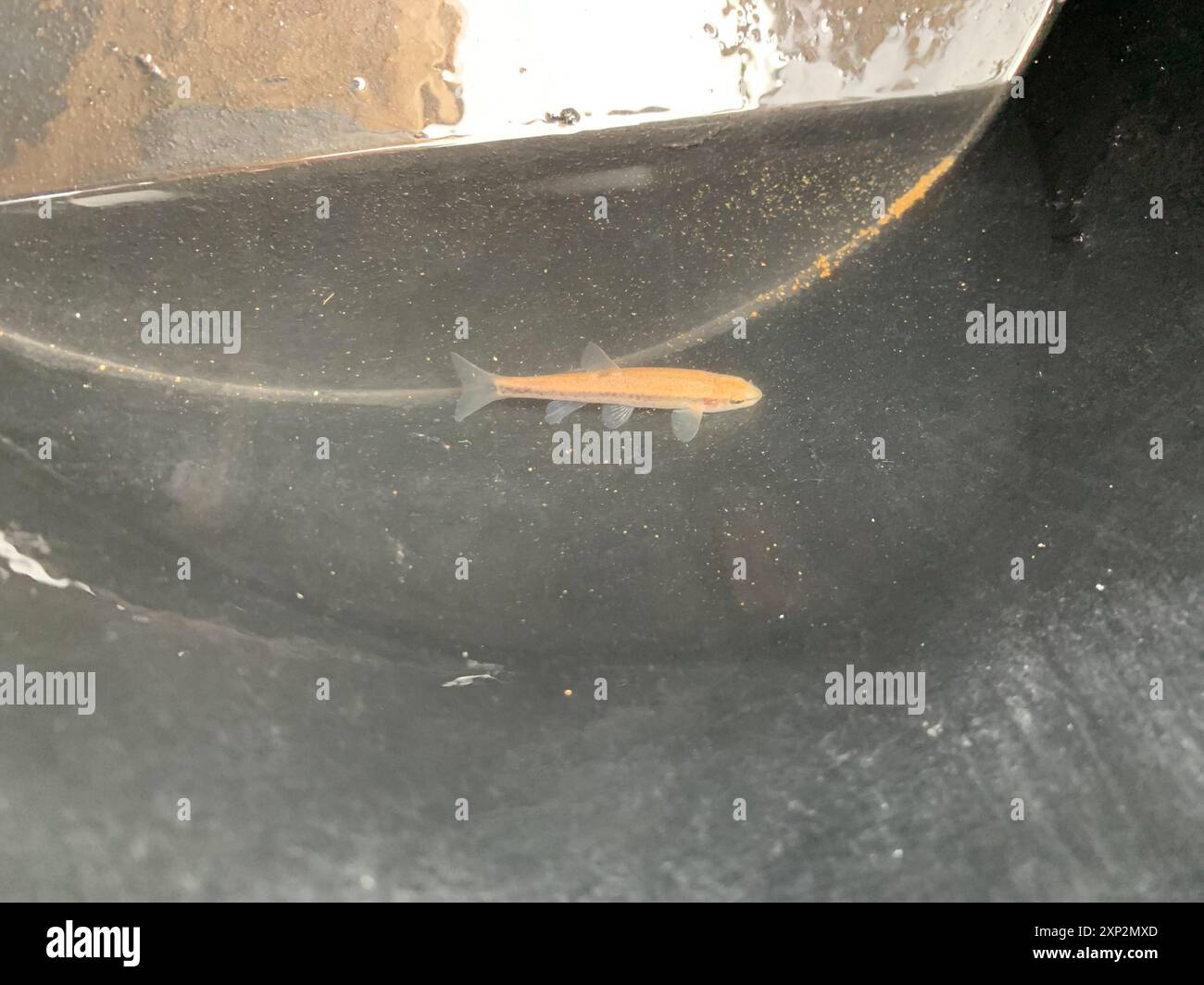 Western Blacknose Dace (Rhinichthys obtusus) Actinopterygii Stock Photo ...