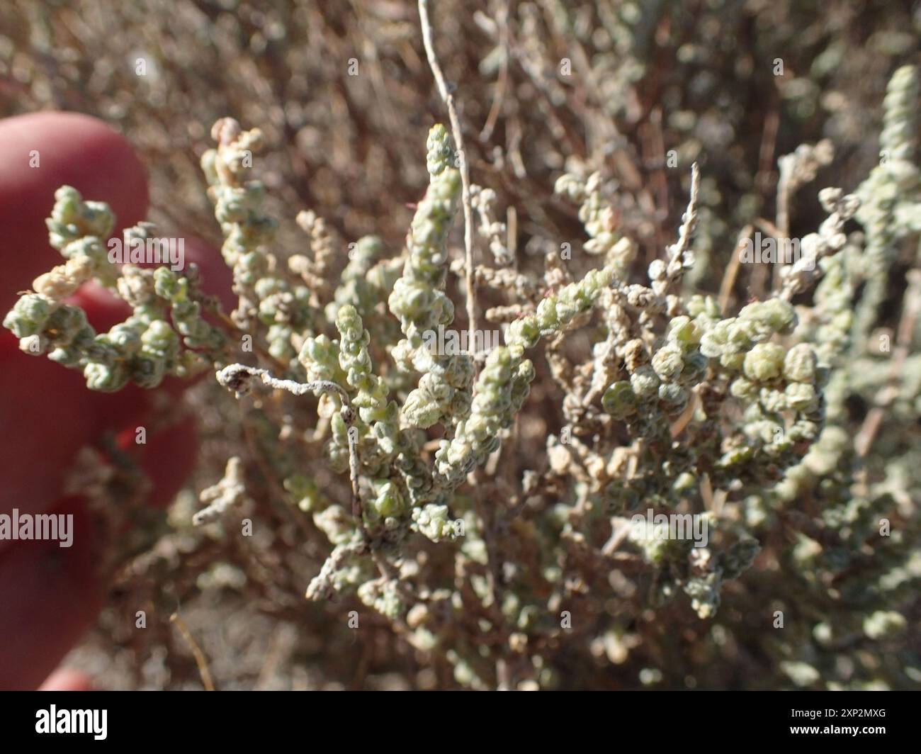 (Atriplex julacea) Plantae Stock Photo - Alamy