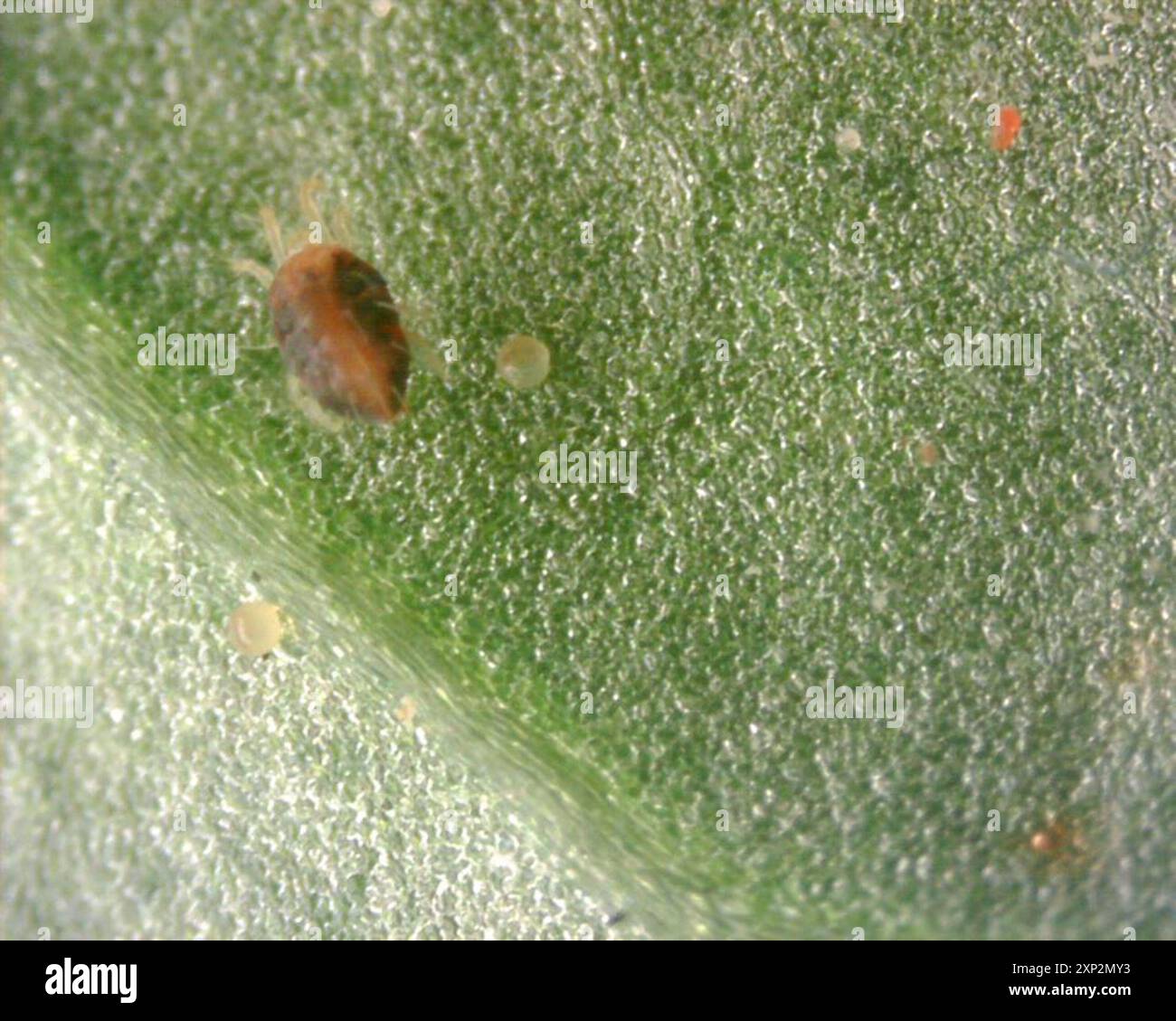 Twospotted Spider Mite (Tetranychus urticae) Arachnida Stock Photo - Alamy