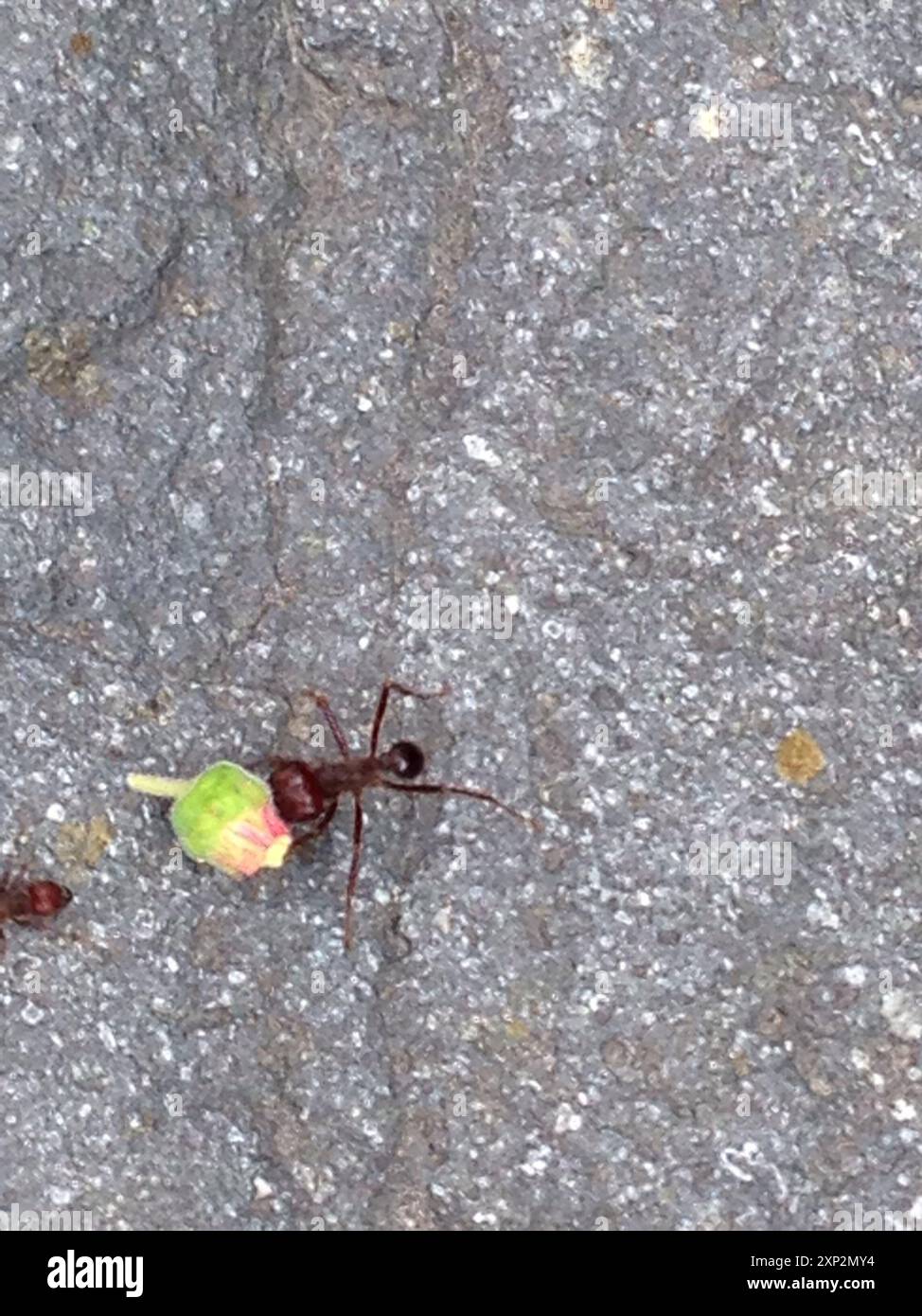 Chicatana Leafcutter Ant (Atta mexicana) Insecta Stock Photo - Alamy