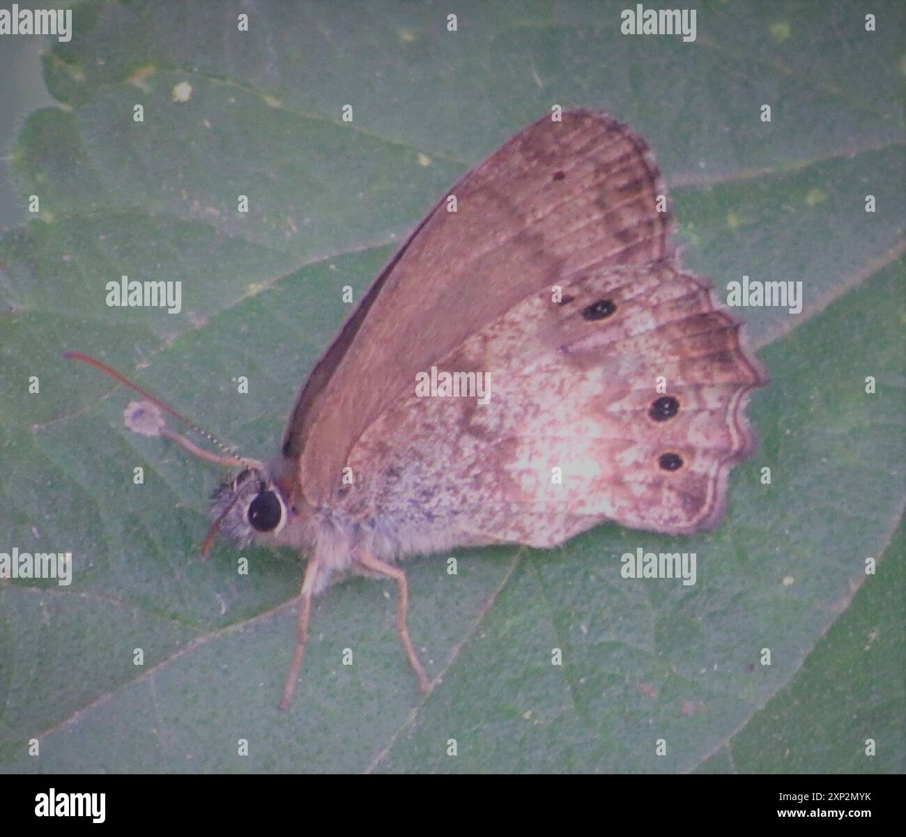 (Carminda paeon) Insecta Stock Photo - Alamy