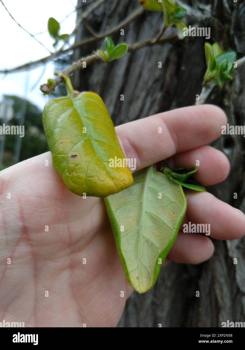 Taupata (Coprosma repens) Plantae Stock Photo - Alamy