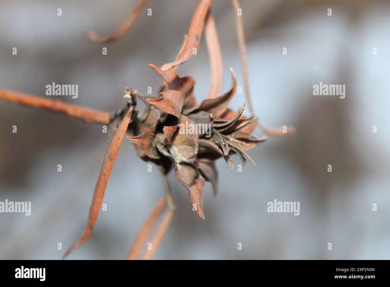 Willow Gall Midges (Rabdophaga) Insecta Stock Photo - Alamy