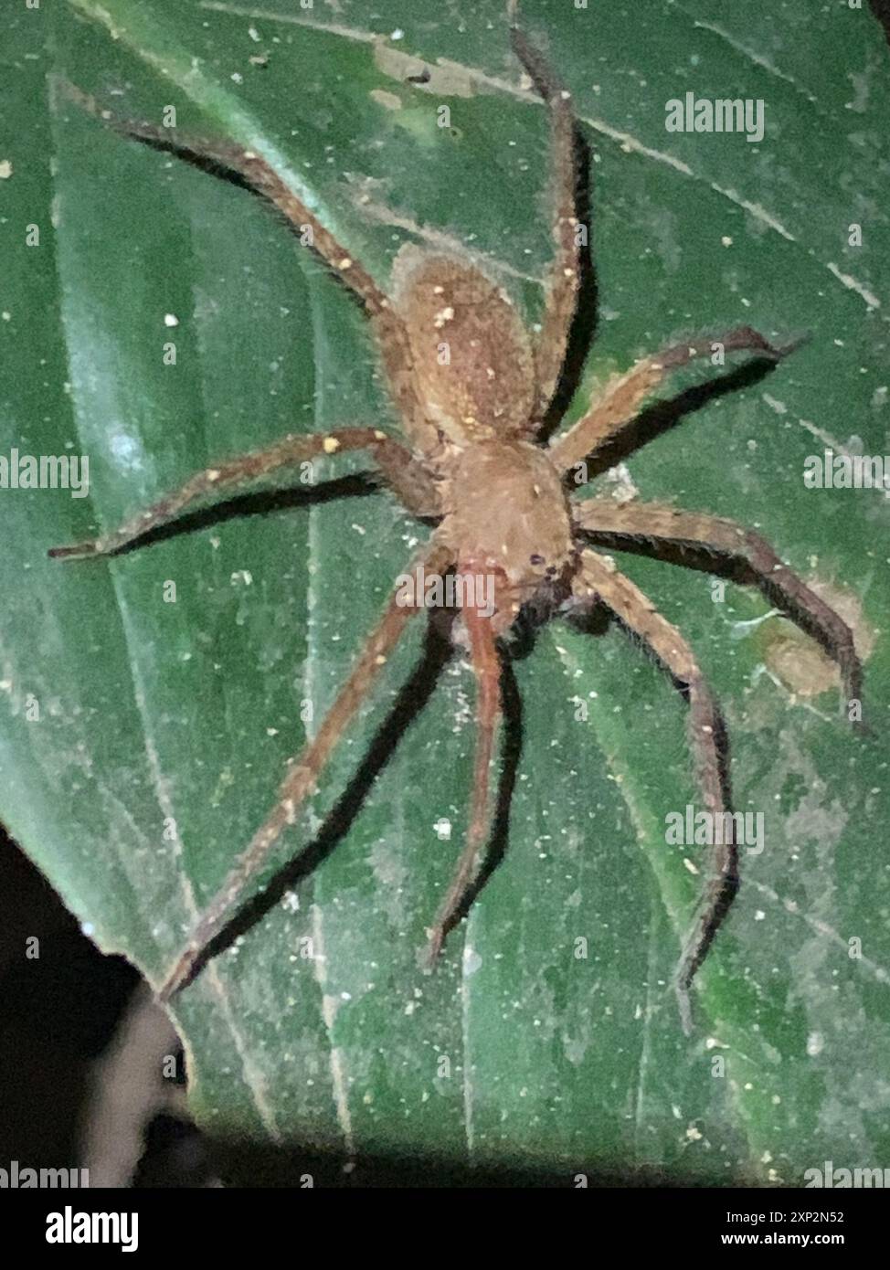 Bromeliad Spiders (Cupiennius) Arachnida Stock Photo - Alamy