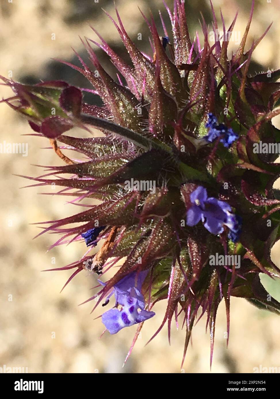 Chia (Salvia columbariae) Plantae Stock Photo - Alamy