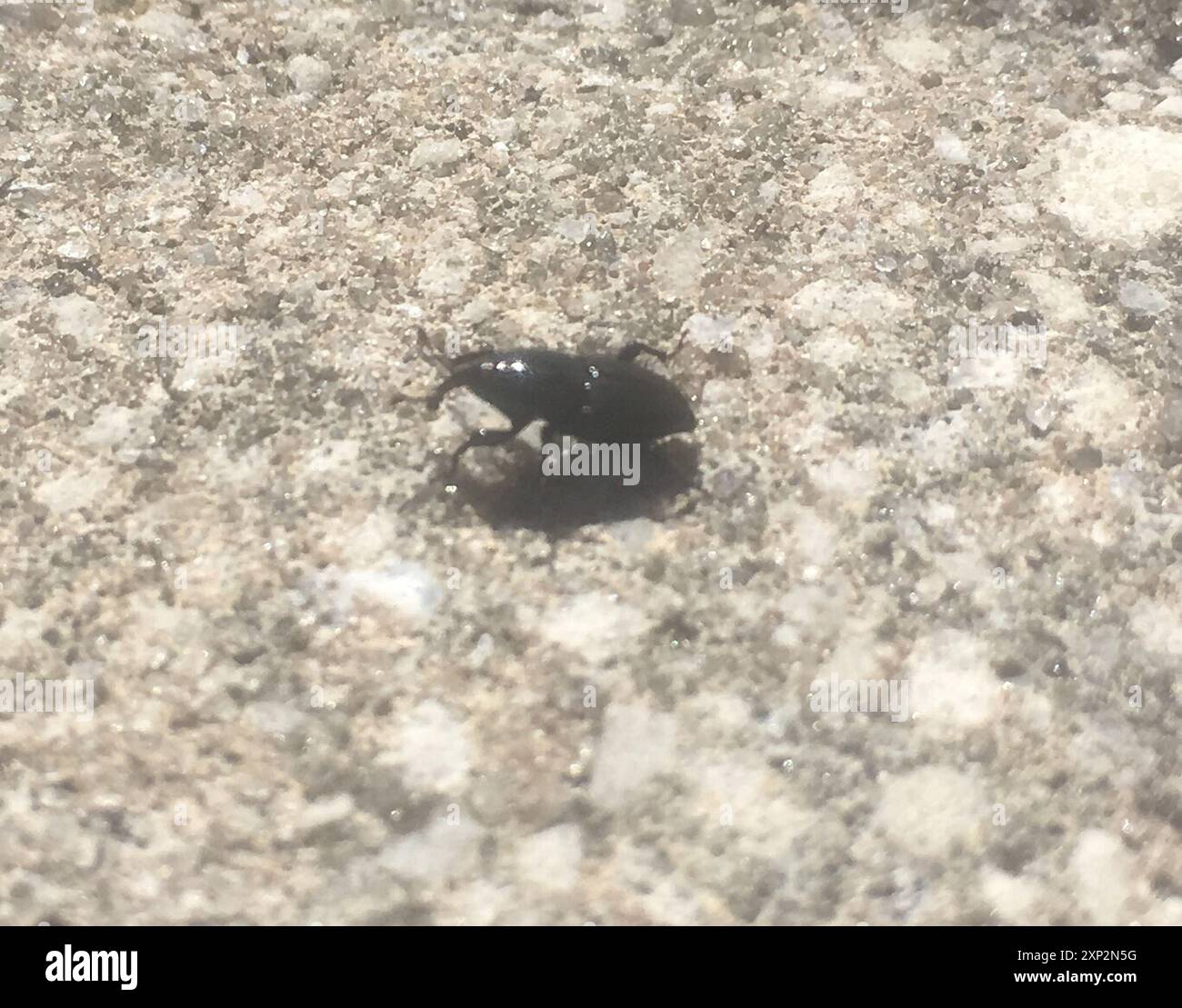 Billbug Weevils (Sphenophorus) Insecta Stock Photo - Alamy