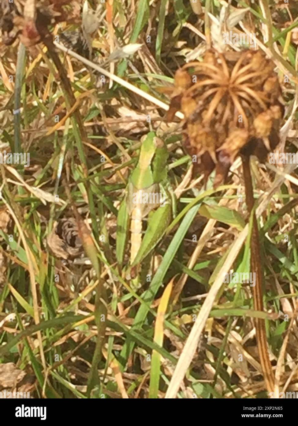 New Zealand Grasshopper (Phaulacridium marginale) Insecta Stock Photo ...