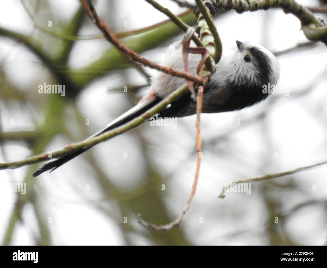 Long-tailed Tit (Aegithalos caudatus) Aves Stock Photo - Alamy