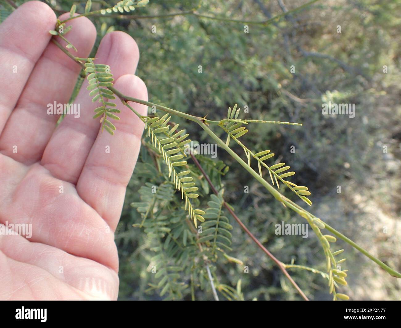 mesquites (Neltuma) Plantae Stock Photo - Alamy