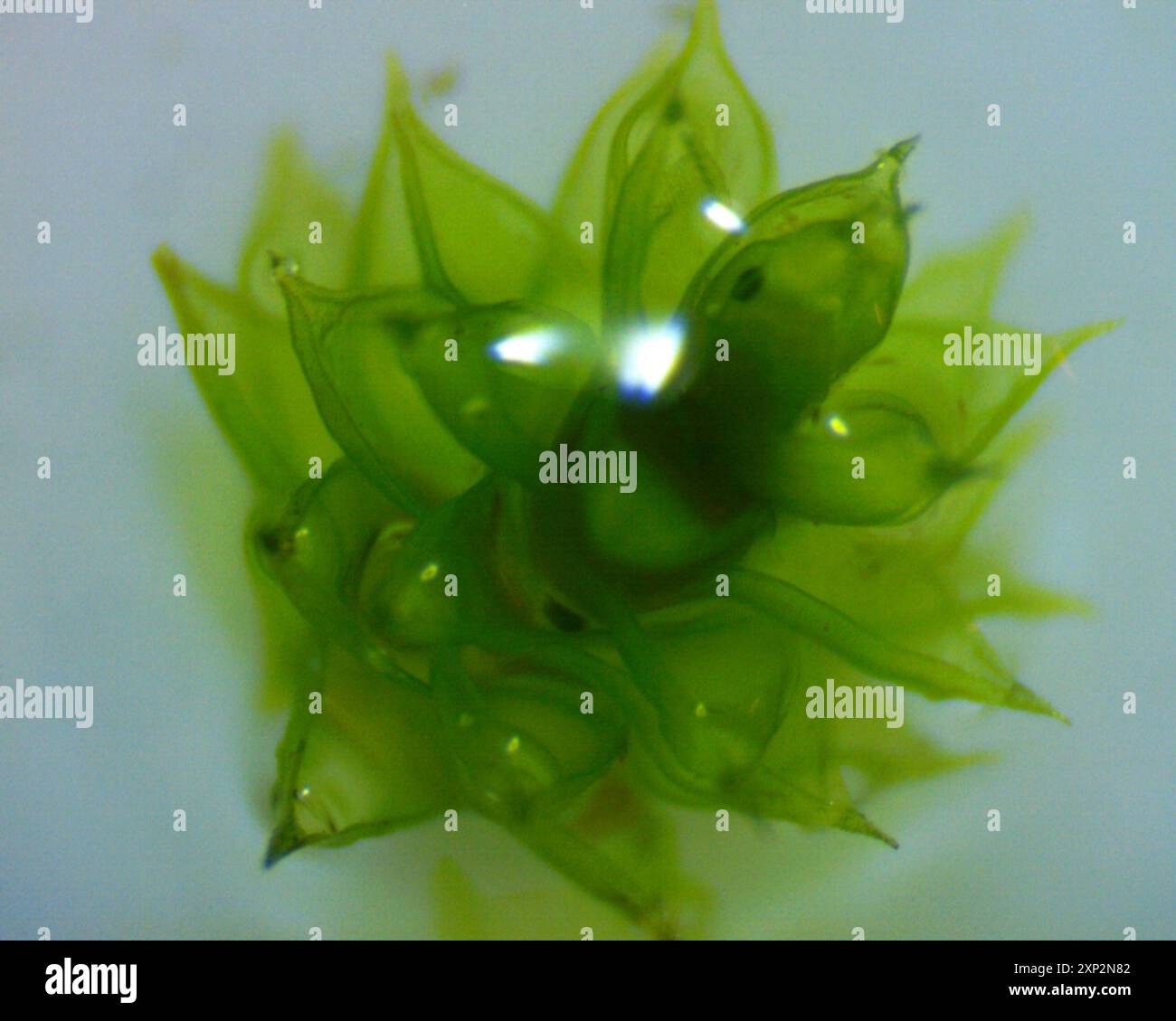 smooth hook moss (Leucodon julaceus) Plantae Stock Photo - Alamy