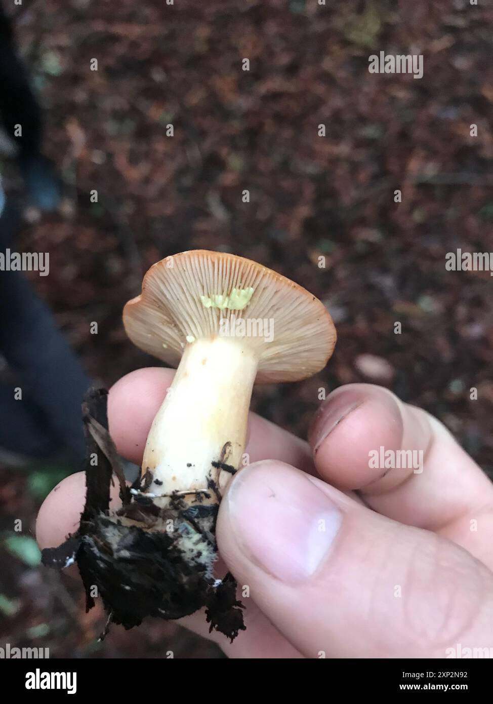 Yellow-staining Milk Cap (Lactarius xanthogalactus) Fungi Stock Photo ...