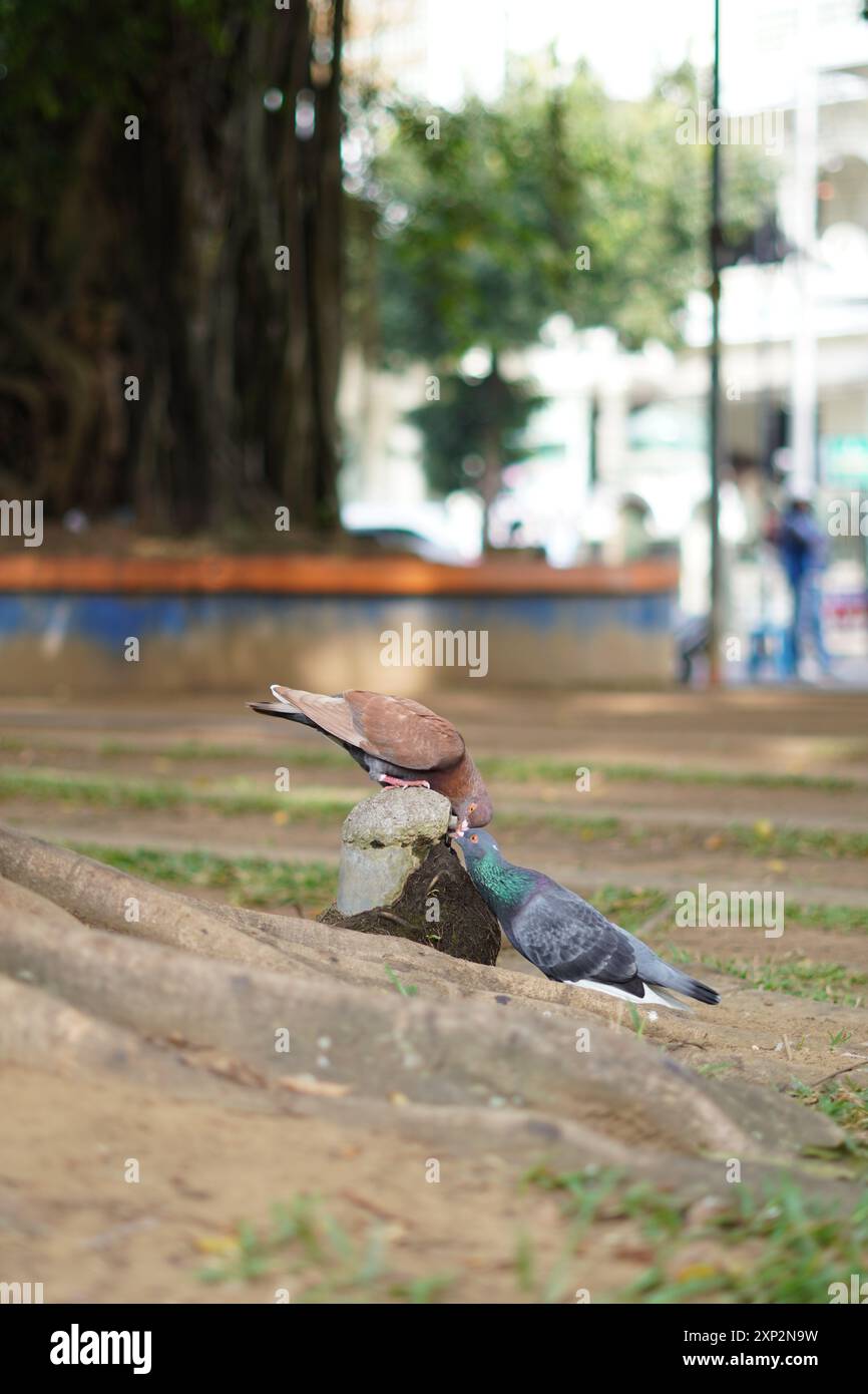 Two doves of different colors are perched near the roots of a large ...