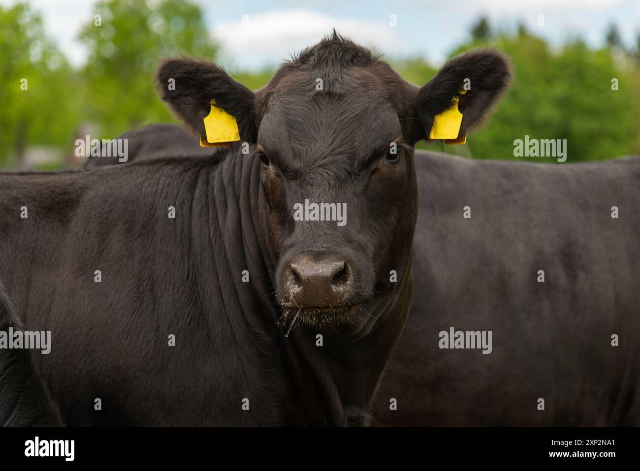 Cow profile hi-res stock photography and images - Alamy