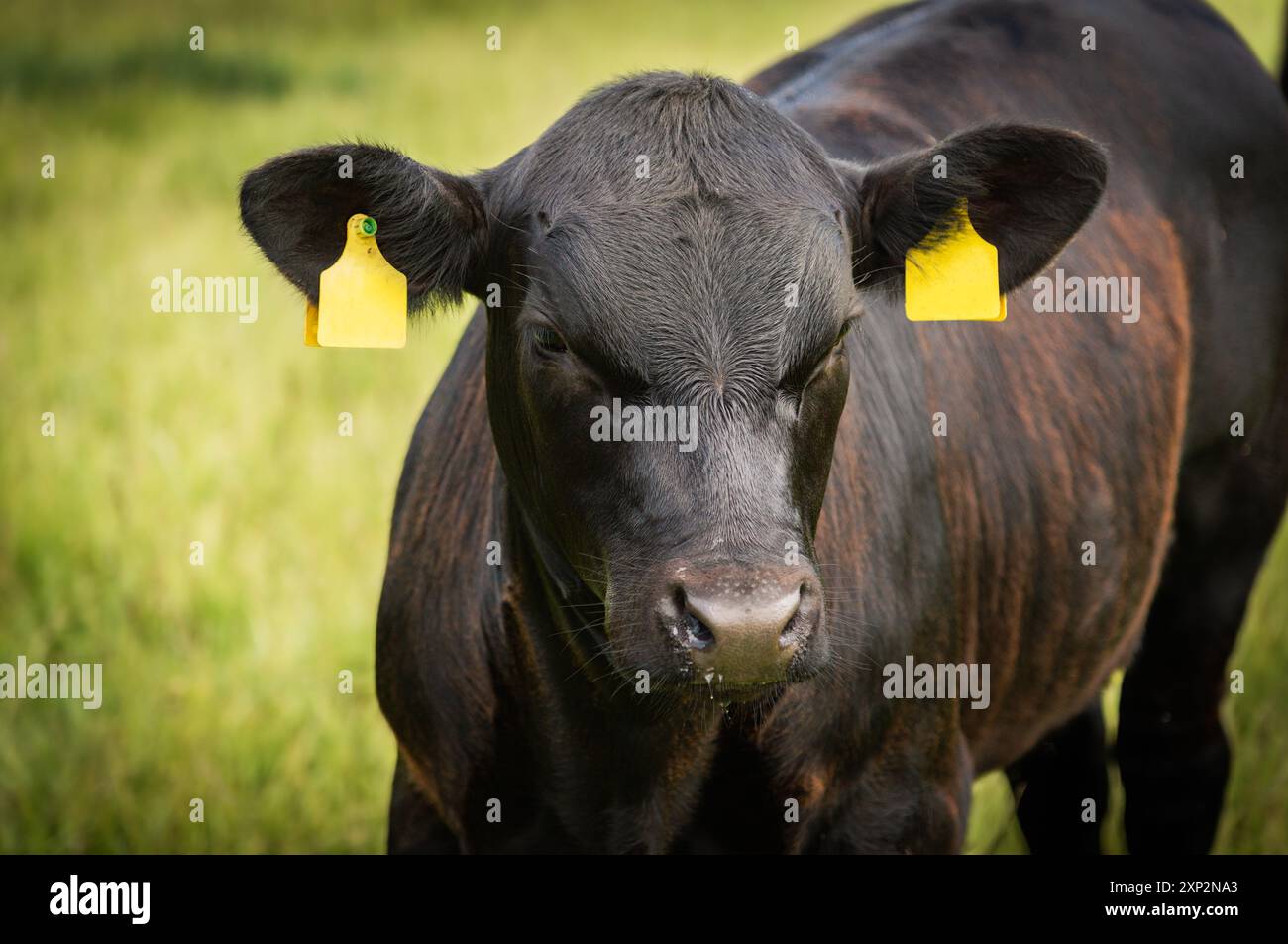 Black angus bull calf profile photo summer Stock Photo - Alamy