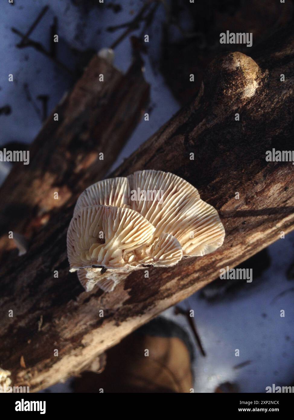 Gilled Polypore (Trametes betulina) Fungi Stock Photo - Alamy