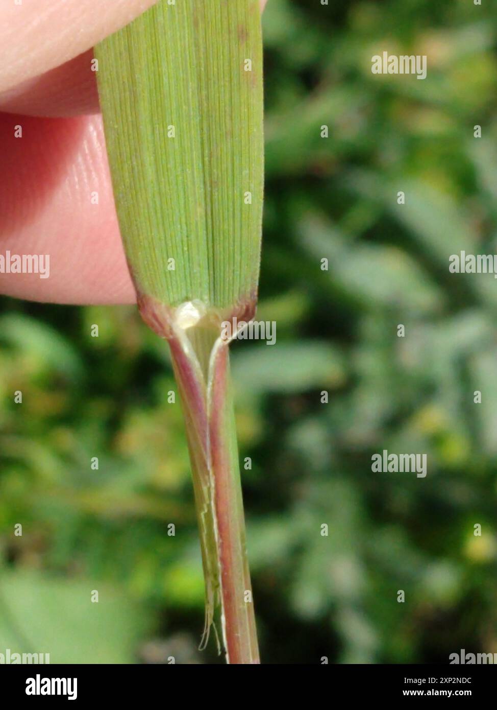 Smilo Grass (Oloptum miliaceum) Plantae Stock Photo - Alamy
