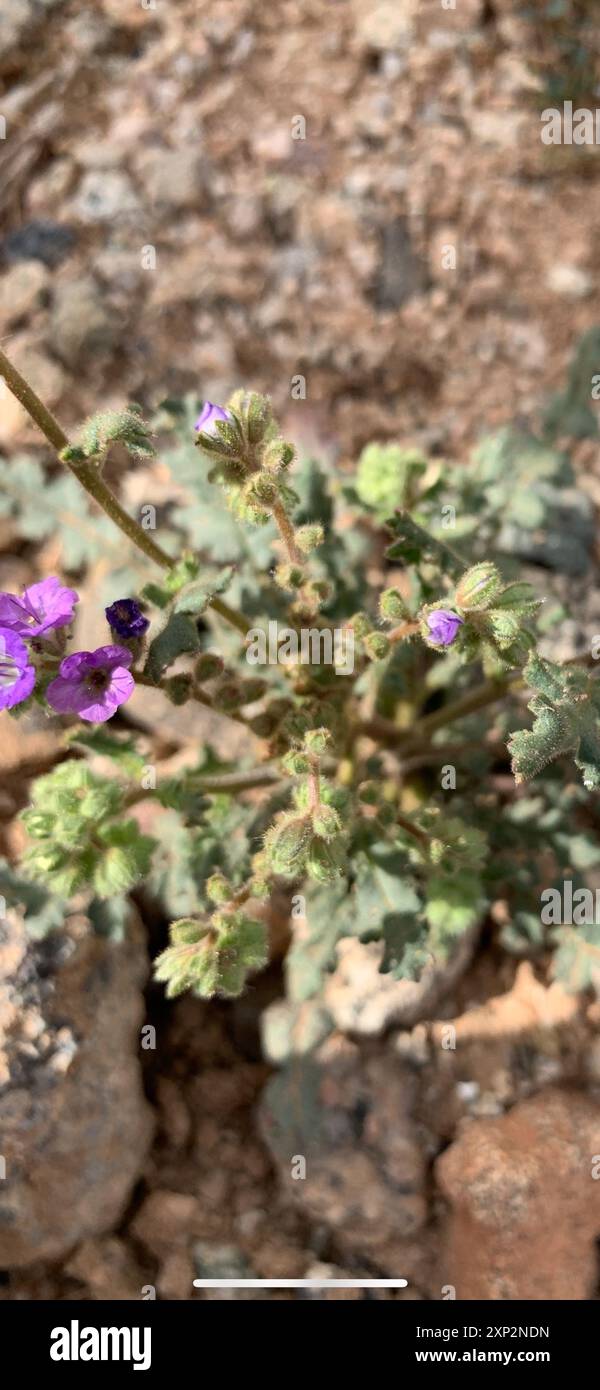 Notch-leaf Scorpionweed (Phacelia crenulata) Plantae Stock Photo - Alamy