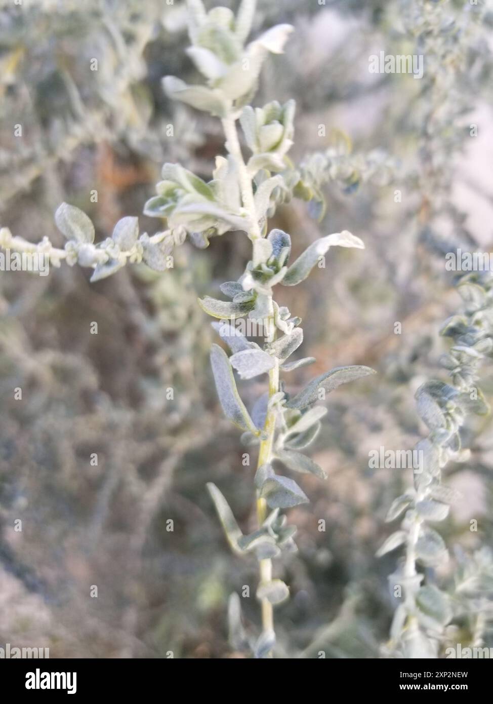 Cattle Saltbush (Atriplex polycarpa) Plantae Stock Photo - Alamy