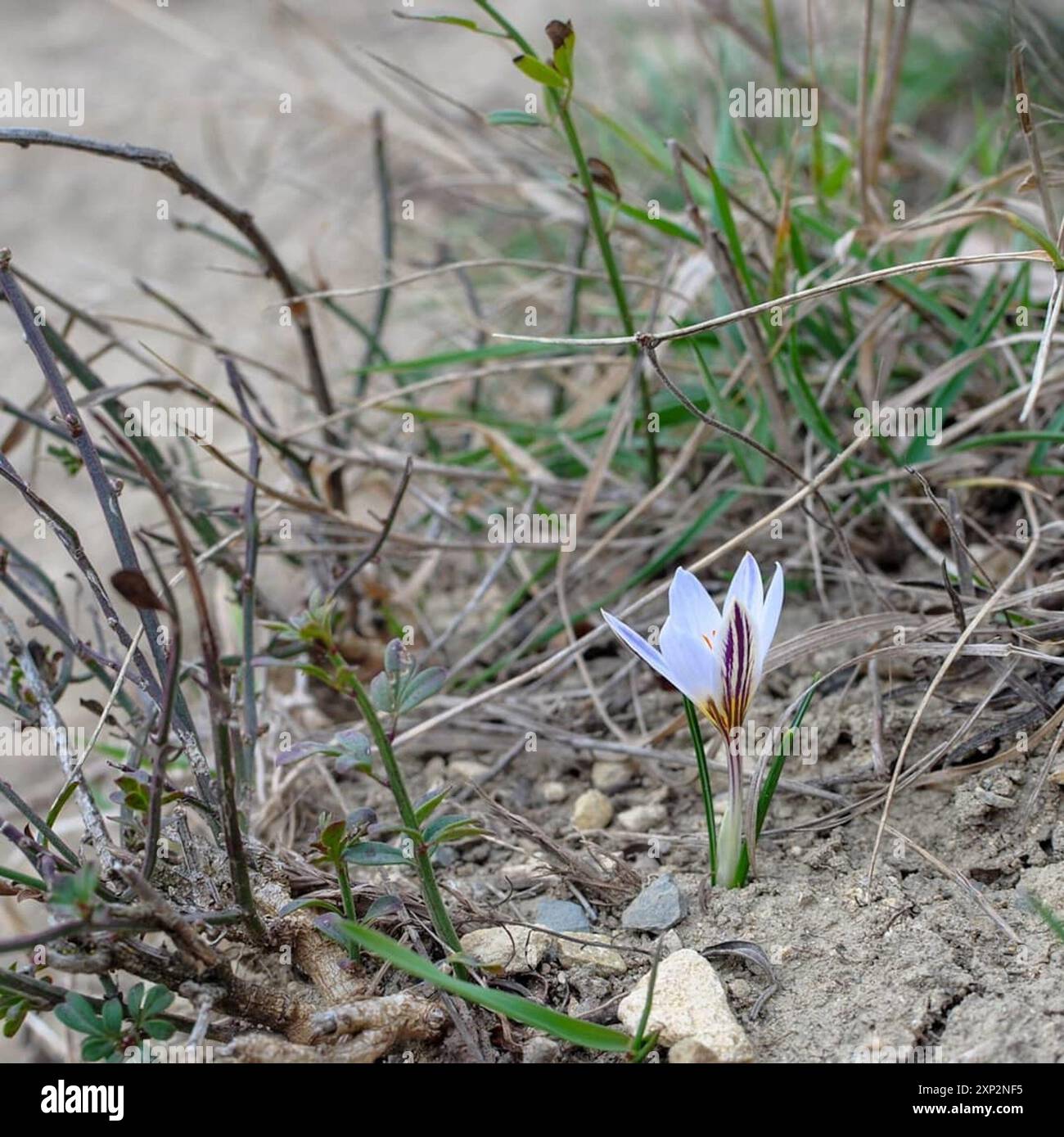 (Crocus reticulatus) Plantae Stock Photo - Alamy